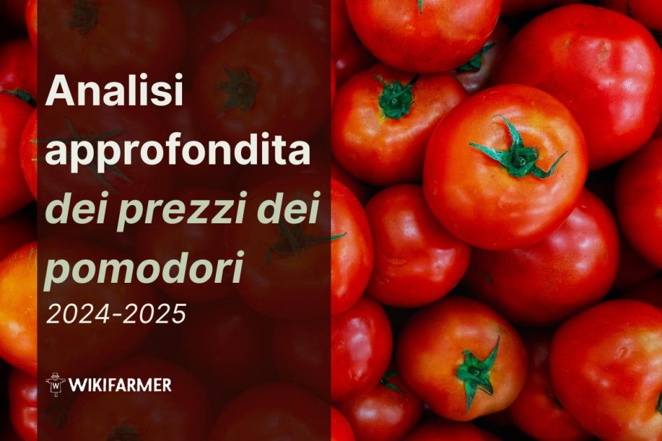 Analisi approfondita dei prezzi dei pomodori: studio completo sui prezzi 2024-2025 | Wikifarmer
